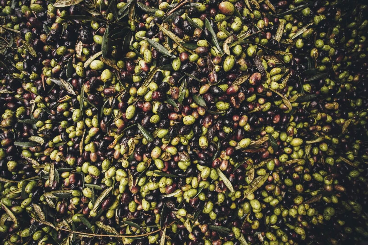 Produzione Olio Extravergine di Oliva Puglia - Frantoio Pace Leone